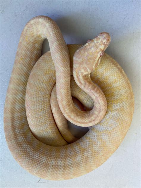 Mixed Blood Albino Zebra Python Stonedeaf Reptiles