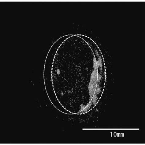 Micro Ct Scan Of Diffusion Chamber Micro Ct Images Confirmed Download Scientific Diagram