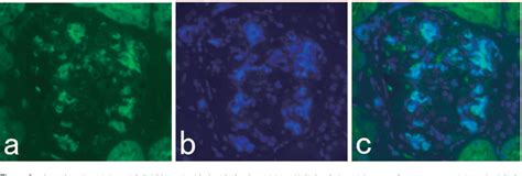 Figure 2 From A Novel Method Of Dapi Staining For Differential