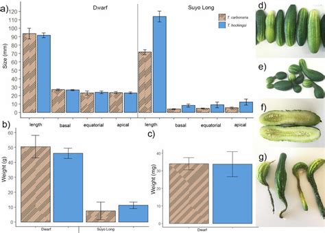 A Cucumber Fruit Size Of Dwarf And Suyo Long Varieties Showing The Download Scientific