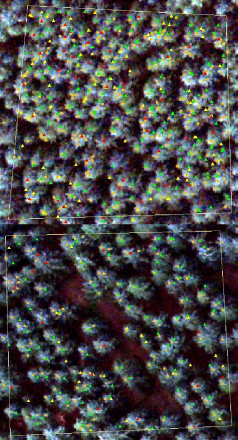 Figure 2 From Tree Counting Analysis Using Ecognition Semantic Scholar