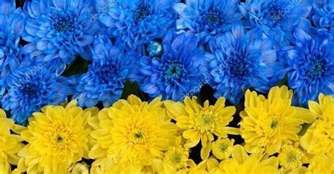 Презентація НУШ 5 клас Особливості складання есе Презентація Українська мова