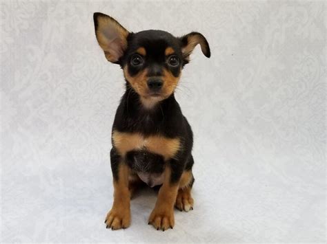 Mezcla De Chihuahua Y Pinscher ¿existe Otra Raza