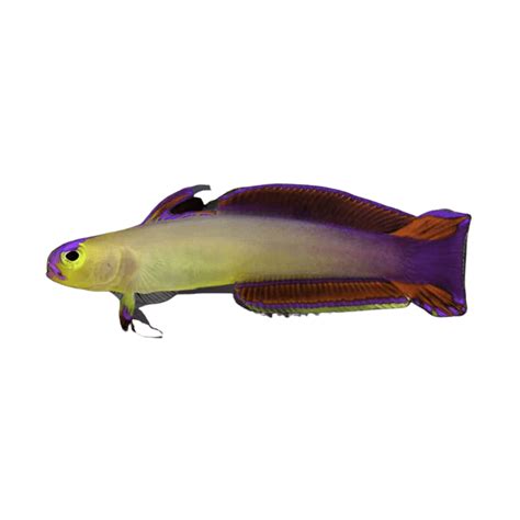 Purple Firefish Goby Harrys Marine Life