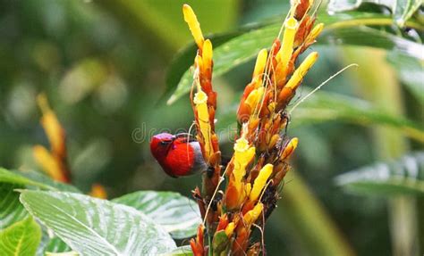 This Is A Java Honey Bird The Java Honeybird Belongs To The