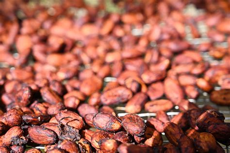 말린 코코아 콩 배경 가공 시 햇볕에 건조하기 위해 퍼지는 생 코코아 콩 0명에 대한 스톡 사진 및 기타 이미지 0명 갈색 건조한 Istock