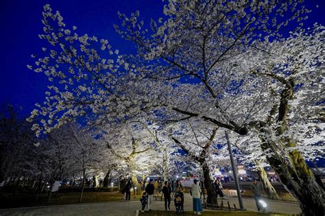 꽃망울 터트린 울산 벚꽃 명소 작천정