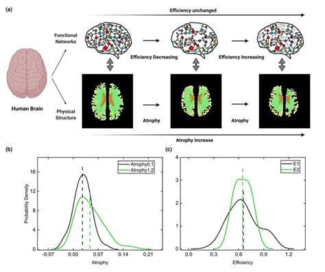 The Differential Trajectories Of Brain Structure And Function A The Download Scientific