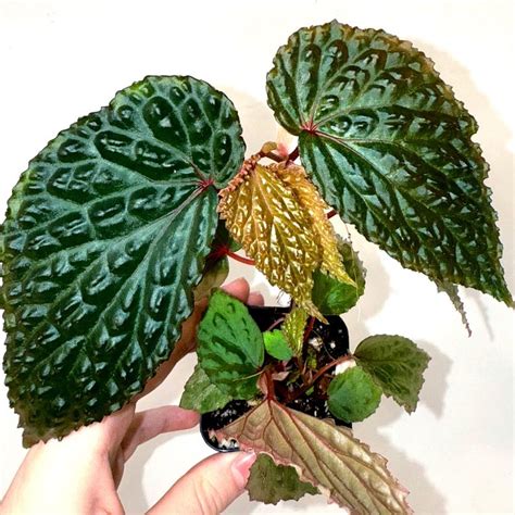 Begonia Botanicaz 98 V 3 Etsy