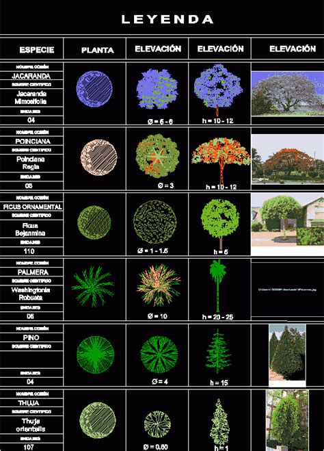 Classification Arborea Dwg Block For Autocad • Designs Cad