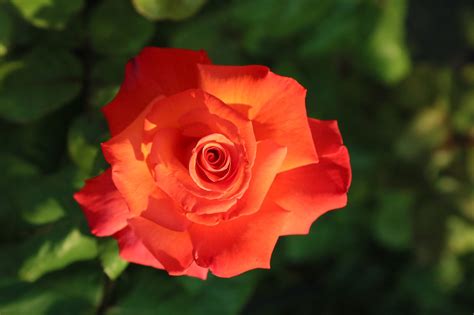 Rose Spring Nature Free Photo On Pixabay Pixabay