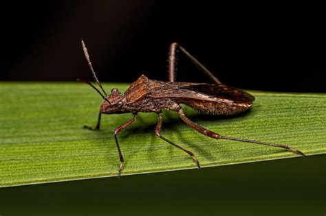 Premium Photo Adult Broadheaded Bug