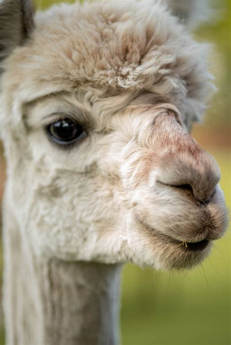 [200 ] Alpaca Wallpapers