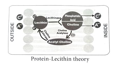 Disadvantages Of Lecithin At Jackie Proctor Blog