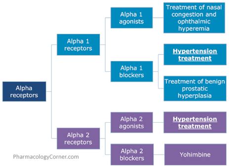 Alpha 1 And 2 Receptors Jacquelyn Has Gregory