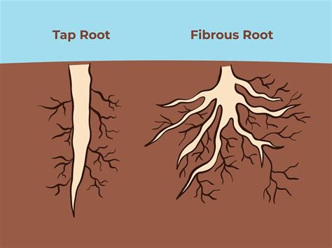 Tap Root And Fibrous Root Full Colored Vector Illustrations With Ground