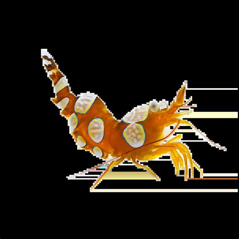 Sexy Shrimp SaltWaterLiveStocks