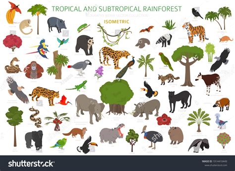 Tropical Rainforest Mammals 1024x683