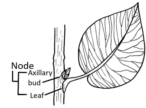9631 Leaf Parts And Arrangement Biology Libretexts