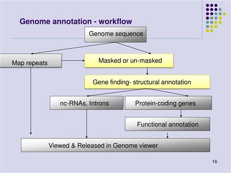 Ppt Genome Annotation Powerpoint Presentation Free Download Id4776252