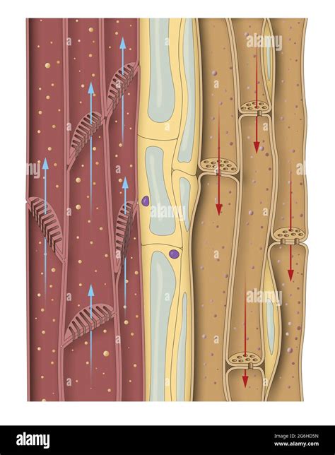 Section Of The Stem Plant Tracheids Phloem Stock Photo Alamy