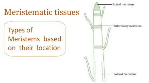 Tissues Class 9 Pptx