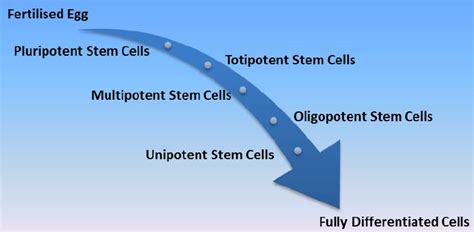 The Potency Of Stem Cells Download Scientific Diagram