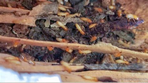 Formosan Subterranean Termite Damage Youtube
