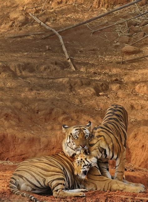 Why India S Two Famous Tigresses Have A Penchant For Multiple Sex Partners