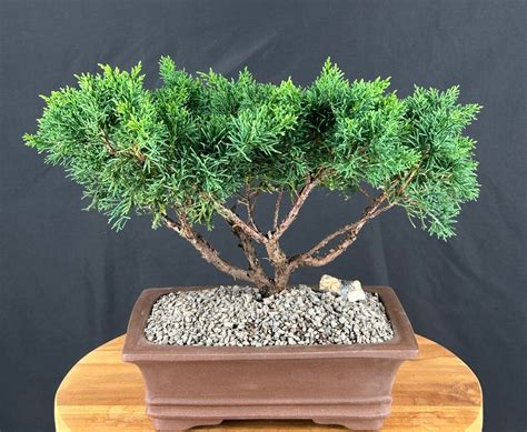 Trained Shimpaku Juniper Bonsai Tree Juniper Chinensis Shimpaku