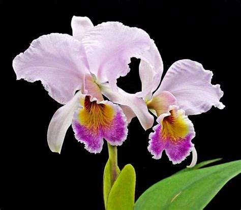 Cattleya Percivaliana Monaco Nature Encyclopedia