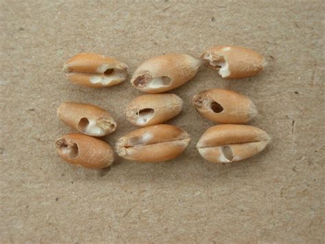 Wheat Grading Factors