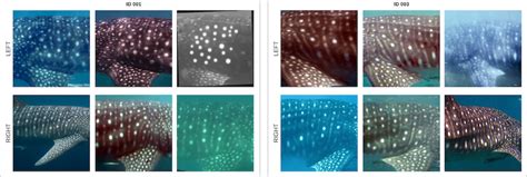 Sample Images From The Whaleshark Dataset Download Scientific Diagram