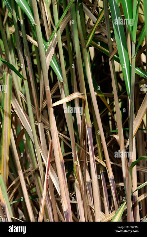 Miscanthus Sacchariflorus Amur Silver Grass Silver Banner Grass Hardy Perennial Herbaceous Grass