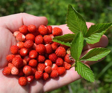Strawberry Botanical Fruit Type At James Glassop Blog
