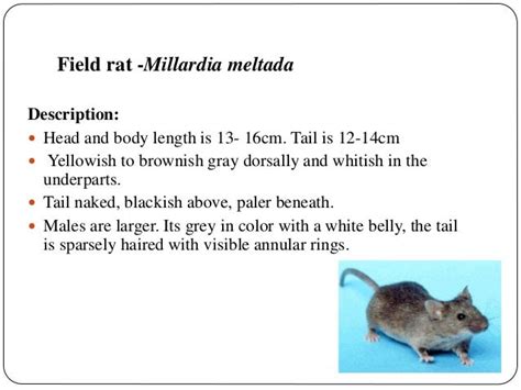 Identification Of Rats And Mice And Their Management