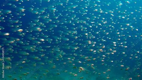 Underwater Glassfish With Blue Water Background Picture Of Sweepers