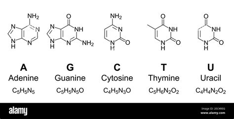 Guanine Structure