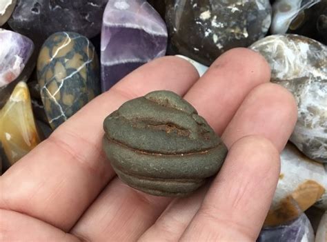 Ancient Coprolite Specimen Pyrite Coprolite Fossil Specimen