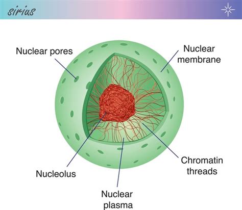Thousand Cell Nucleus Royalty Free Images Stock Photos Pictures Shutterstock
