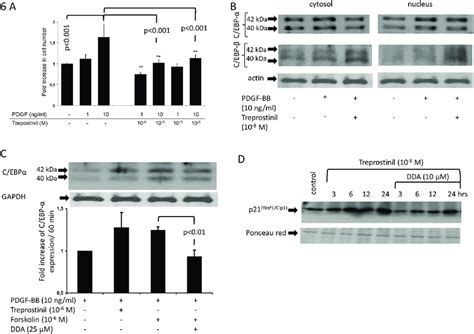 The role of C EBP α and C EBP β in treprostinil induced Download Scientific Diagram