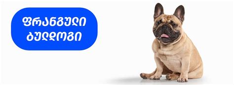 10 საუკეთესო ძაღლის ჯიში სახლისთვის Livo Ge