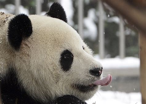 Why Pandas Eat So Much Bamboo They Can Bear Ly Digest It Newsweek