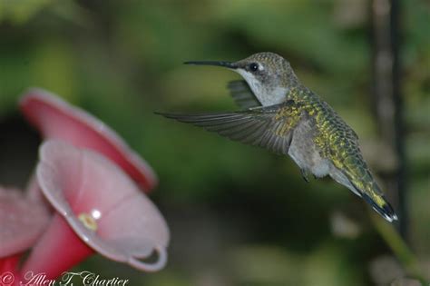 Ruby Throated Hummingbird