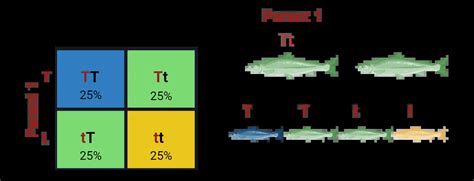 111 Understanding Sexual Reproduction And Sexual Dimorphism