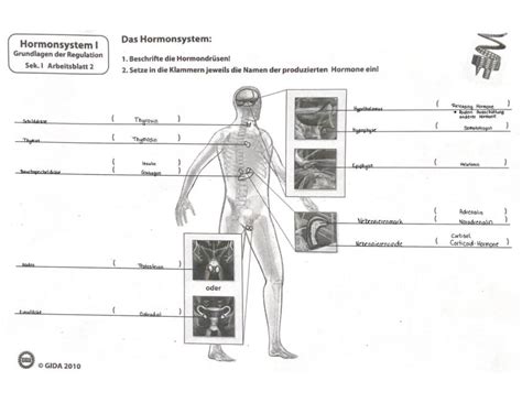 Alles über Hormone Wirkung Verteilung Und Die Wichtigsten Hormone Im