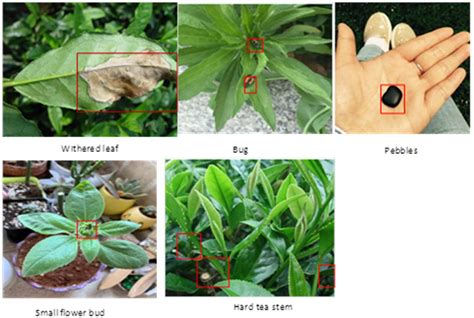 Figure 1 From Design Of Tea Impurity Detection System Based On Yolov5 Deep Learning Algorithm