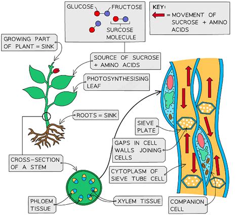 Translocation Biology For Grade 10 PDF Download