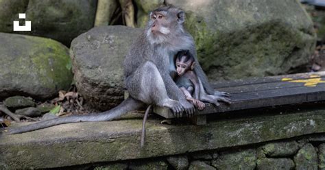 Un Singe Tenant Un Bébé Singe Photo Image Gratuite De Sanctuaire De La Forêt Sacrée Des Singes