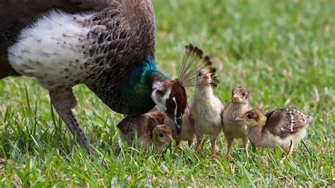 Do Peacocks Lay Eggs Truth Behind Peacocks And Egg Laying Bird Watching Today